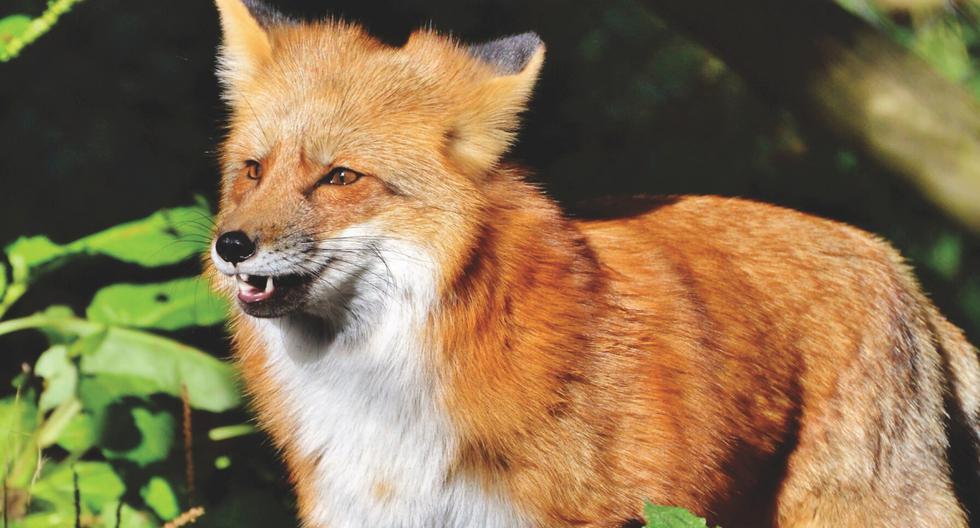 YouTube video viral | Zorrito arrebata un teléfono, escapa a toda ...