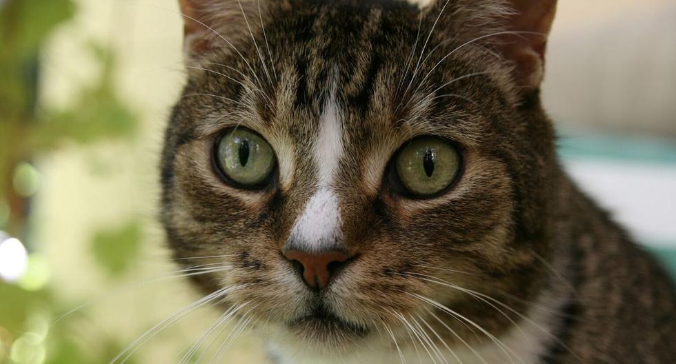 YouTube | Gato rechoncho disfruta de un extraño masaje durante la ...