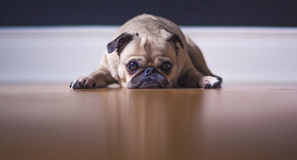 Youtube viral | La escalofriante radiografía de un perro de raza pug ...